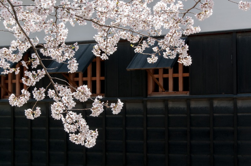 Sakura Forecast 2025: Best Time to See Cherry Blossoms in Japan