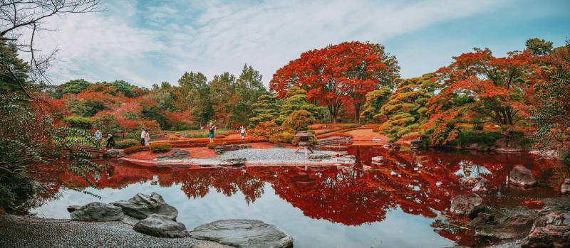 Japanese Red Maple Season 2024: Ultimate Guide to Japan Fall Foliage