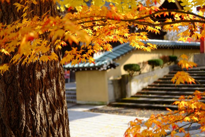 Japan Autumn Leaves Forecast: Best Time to View Fall Foliage 2024