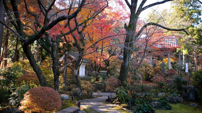 Japan Autumn Leaves Forecast: Best Time to View Fall Foliage 2024