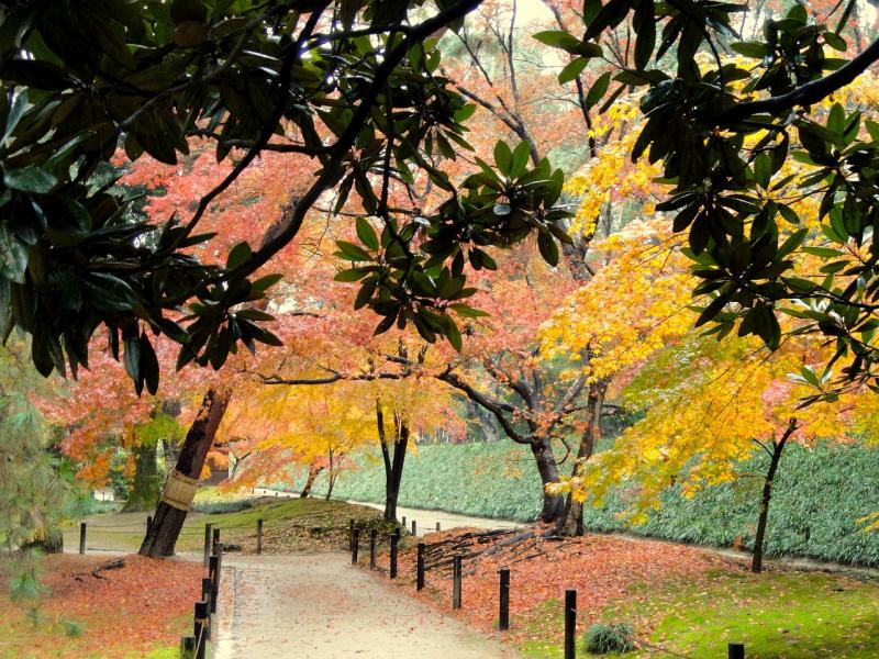 Japan Autumn Leaves Forecast: Best Time to View Fall Foliage 2024