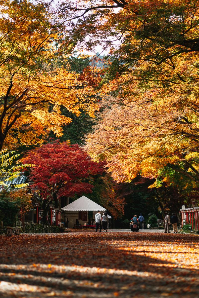Japan Autumn Leaves Forecast: Best Time to View Fall Foliage 2024