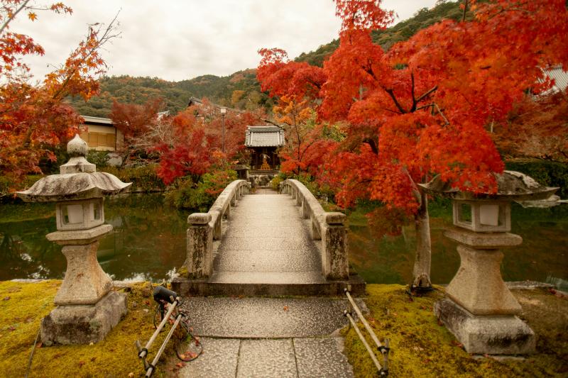 Fall Foliage 2024: Best Places to See Autumn Leaves in Japan