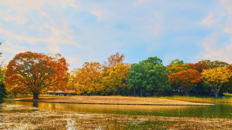 Fall Foliage in Tokyo: A Guide to Autumn Leaves Season 2024