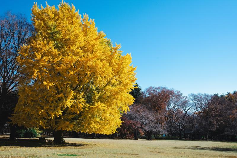 Fall Foliage in Tokyo: A Guide to Autumn Leaves Season 2024