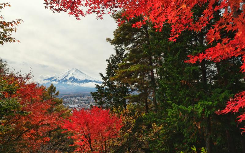 Kawaguchiko Autumn Leaves Festival 2024: Enjoy the Best Mt Fuji Fall ...