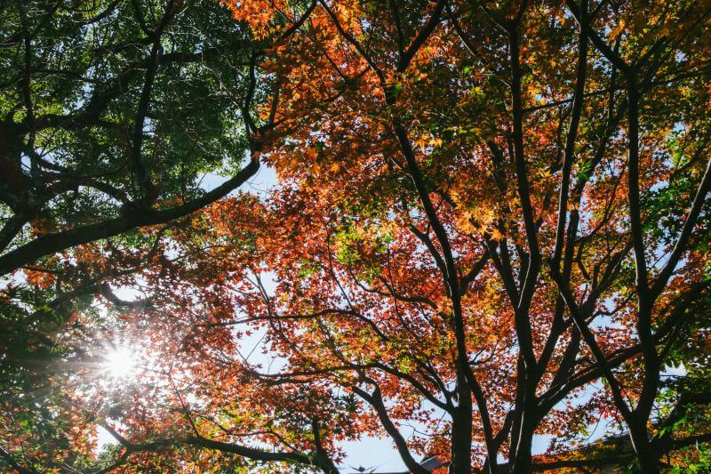 Fukuoka Fall Foliage 2024: Enjoy the Best Kyushu Autumn Leaves