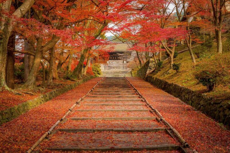Japanese Red Maple Season 2024: Ultimate Guide to Japan Fall Foliage