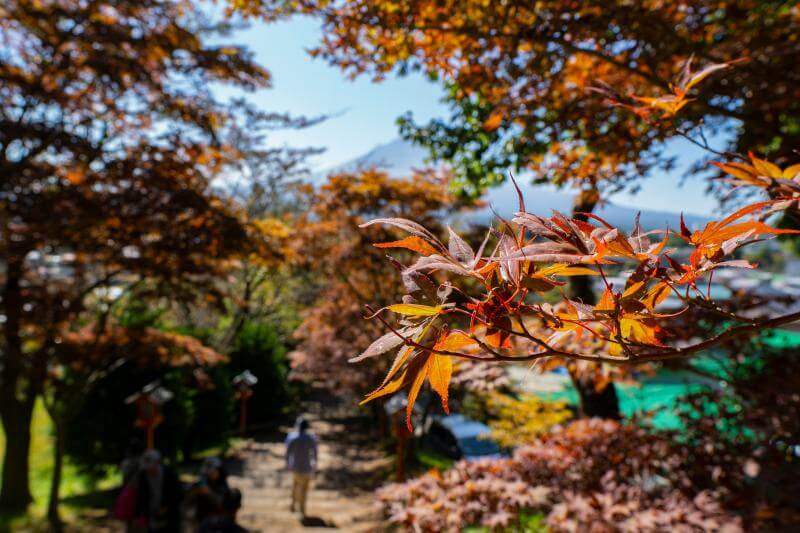 Kawaguchiko Autumn Leaves Festival 2024: Enjoy the Best Mt Fuji Fall Foliage