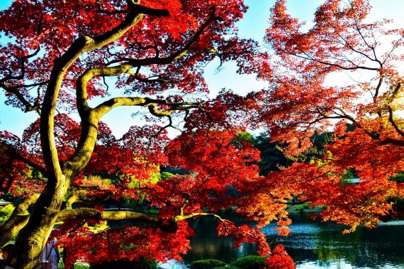 Japan Autumn Leaves Forecast: Best Time to View Fall Foliage 2024