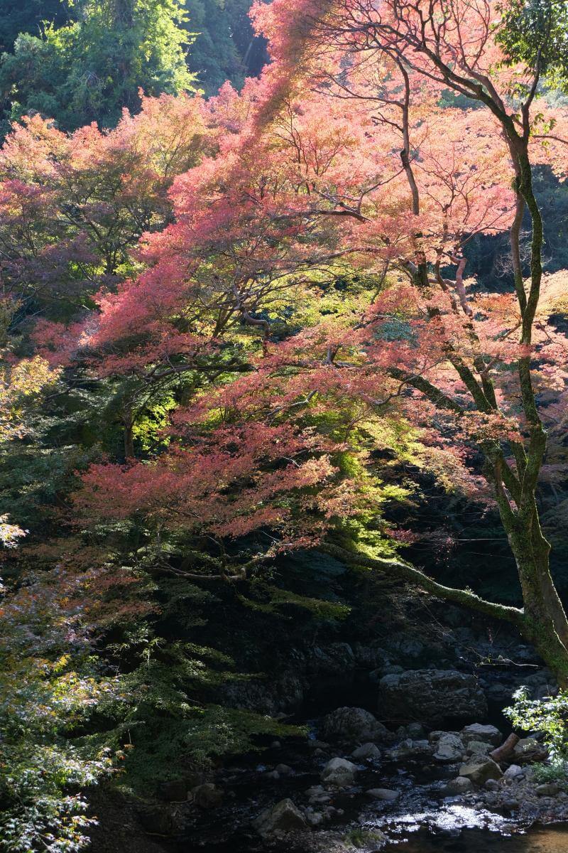 Osaka Fall Foliage 2024: 13 Best Spots to See Autumn Leaves