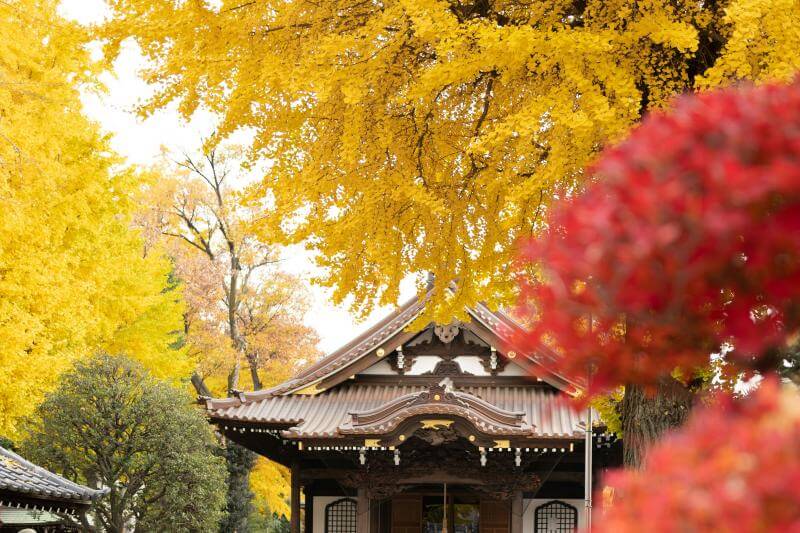 Fall Foliage in Tokyo: A Guide to Autumn Leaves Season 2024