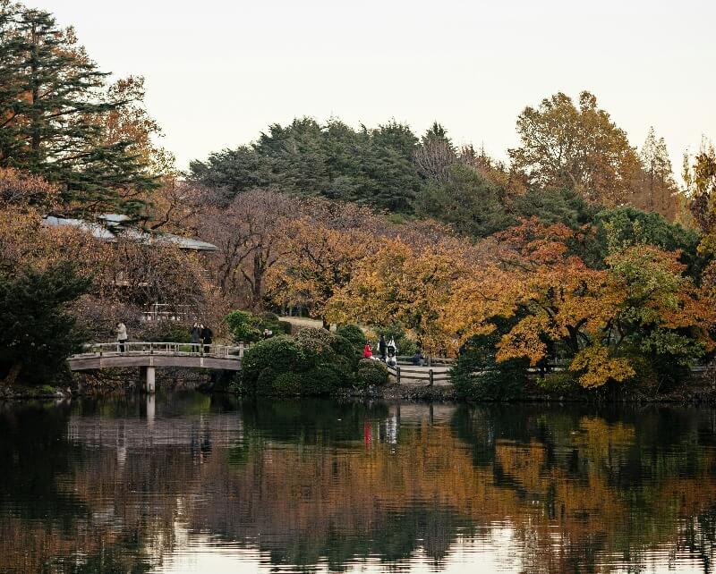 Fall Foliage in Tokyo: A Guide to Autumn Leaves Season 2024
