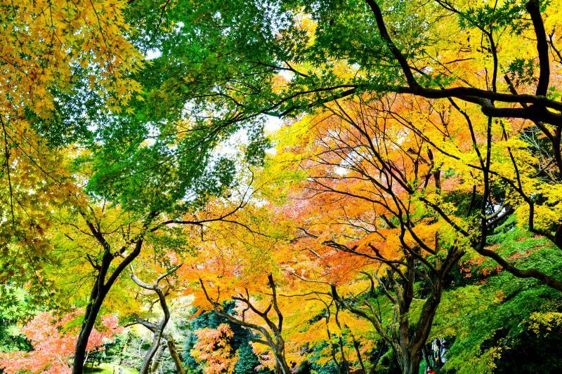 Fall Foliage in Tokyo: A Guide to Autumn Leaves Season 2024