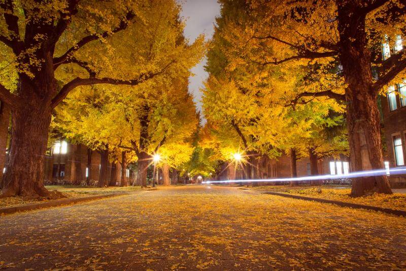 Fall Foliage in Tokyo: A Guide to Autumn Leaves Season 2024