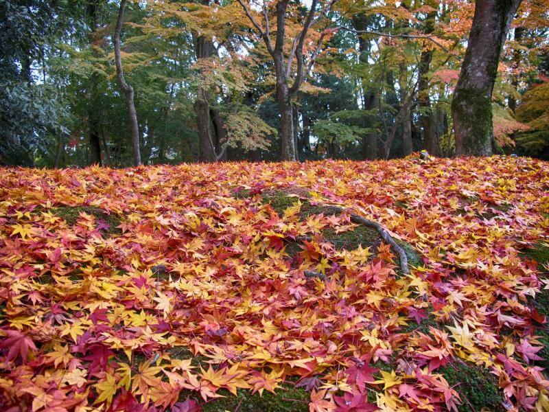 Autumn Leaves Kyushu 2024: 19 Best Spots to Enjoy Late Fall Foliage in ...