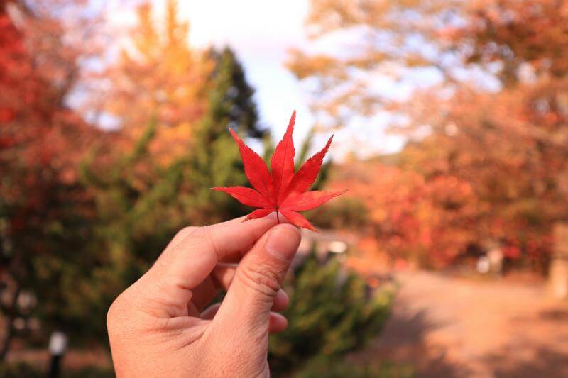 Nikko Fall Foliage 2024: 15 Best Spots to View Autumn Colors in Japan
