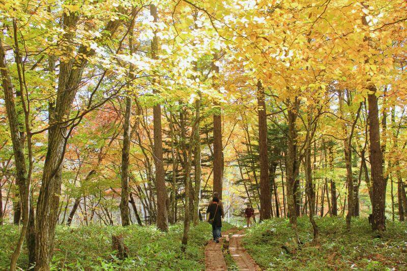 Nikko Fall Foliage 2024: 15 Best Spots to View Autumn Colors in Japan