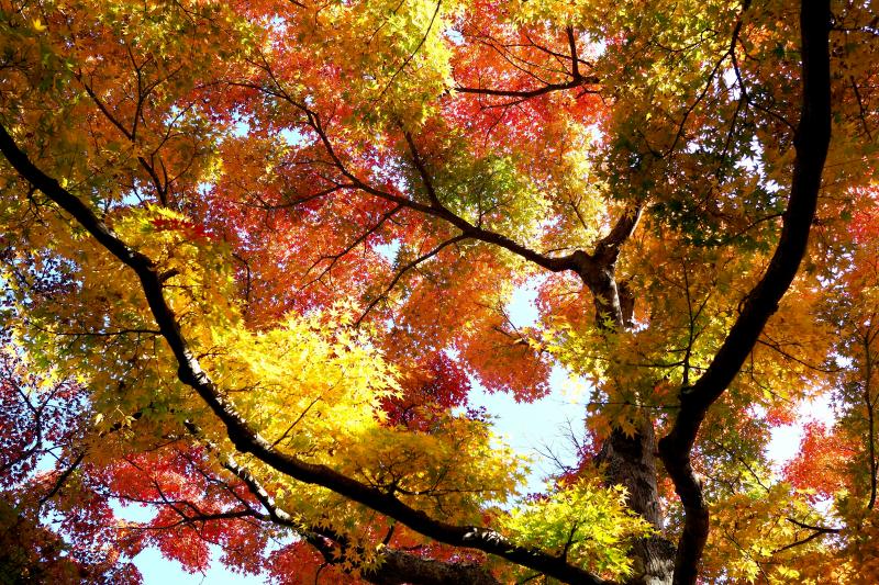 Hakone in Autumn 2024: Enjoy Best Fall Foliage in the Famous Onsen Town ...