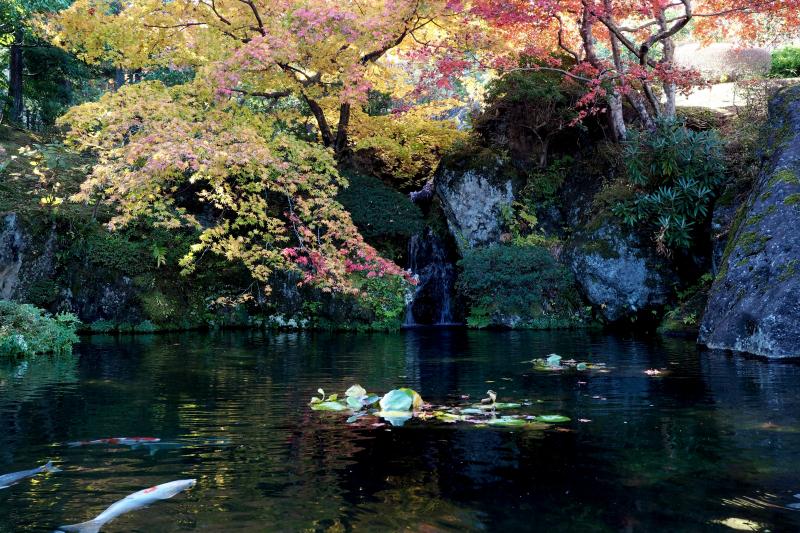 Hakone in Autumn 2024: Enjoy Best Fall Foliage in the Famous Onsen Town ...