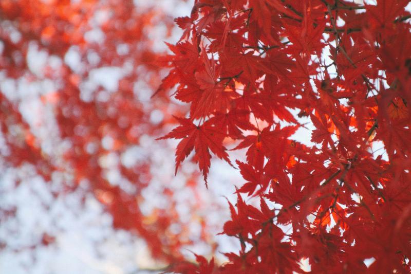 Hakone in Autumn 2024: Enjoy Best Fall Foliage in the Famous Onsen Town ...