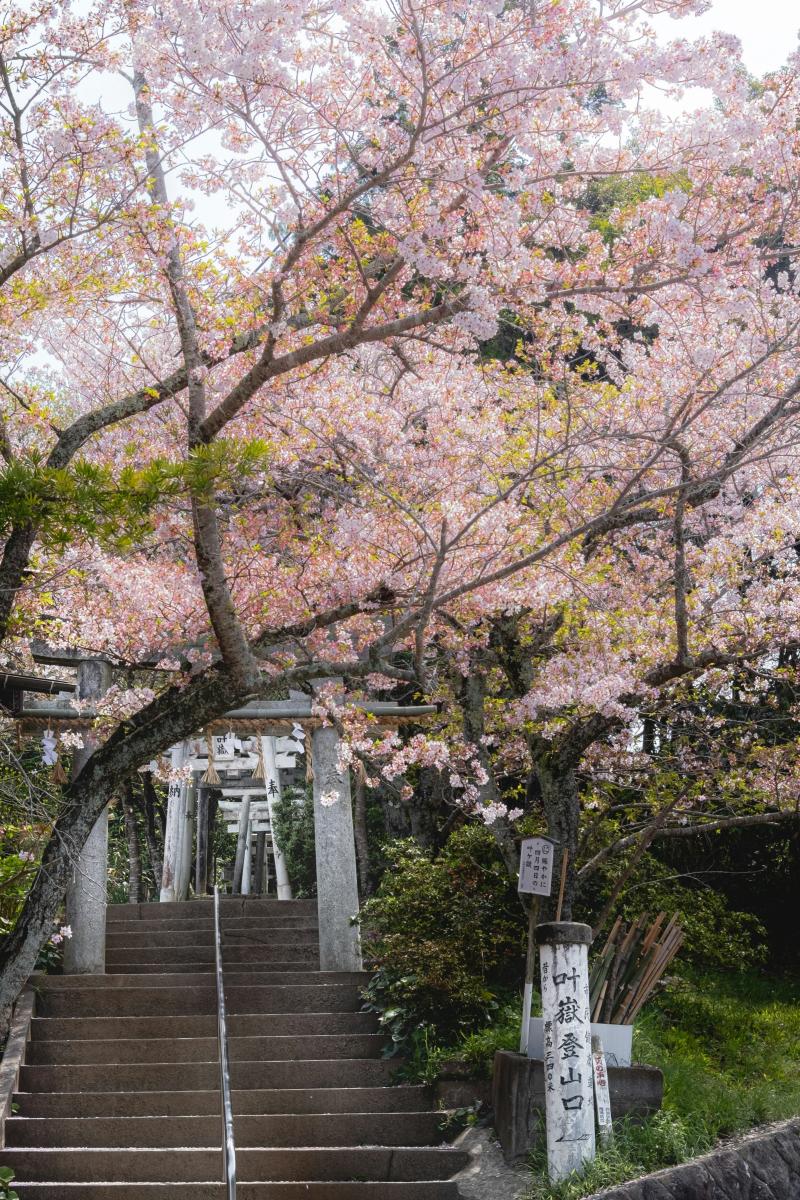 Japan Cherry Blossoms Season 2025: Complete Guide to Sakura