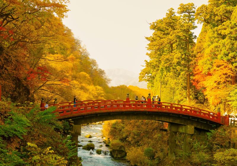 Japanese Red Maple Season 2024: Ultimate Guide to Japan Fall Foliage